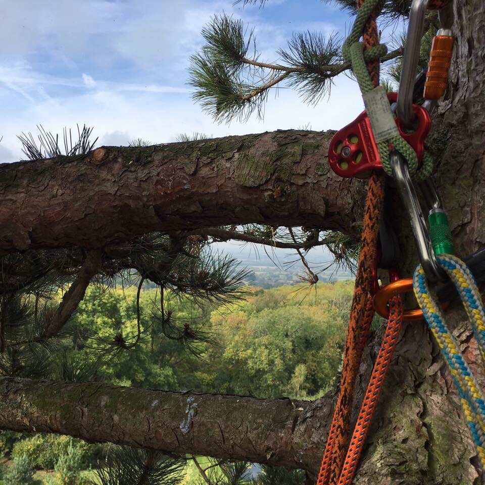 Tree Surgery – A passion for trees…